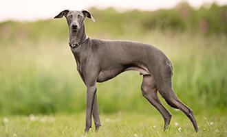 Anglický chrt: rychlý a milující